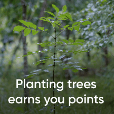 Treecard Wooden Mastercard: $10 Bonus Credit and Succulents